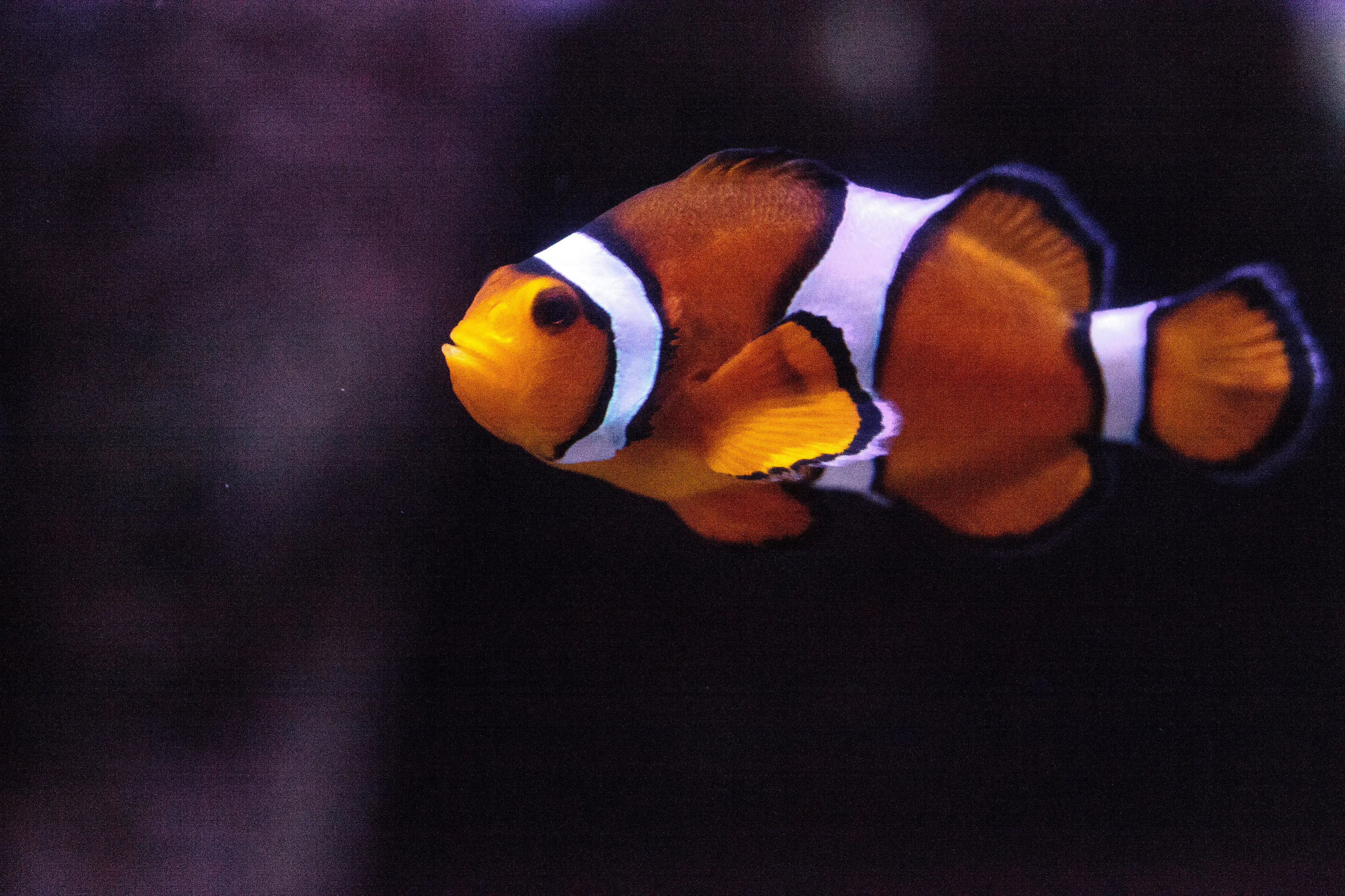 Nemo Vis