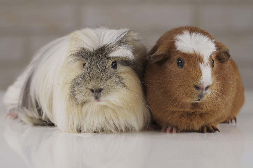 Cavia - Lees alles over cavia's in ons magazine | zooplus