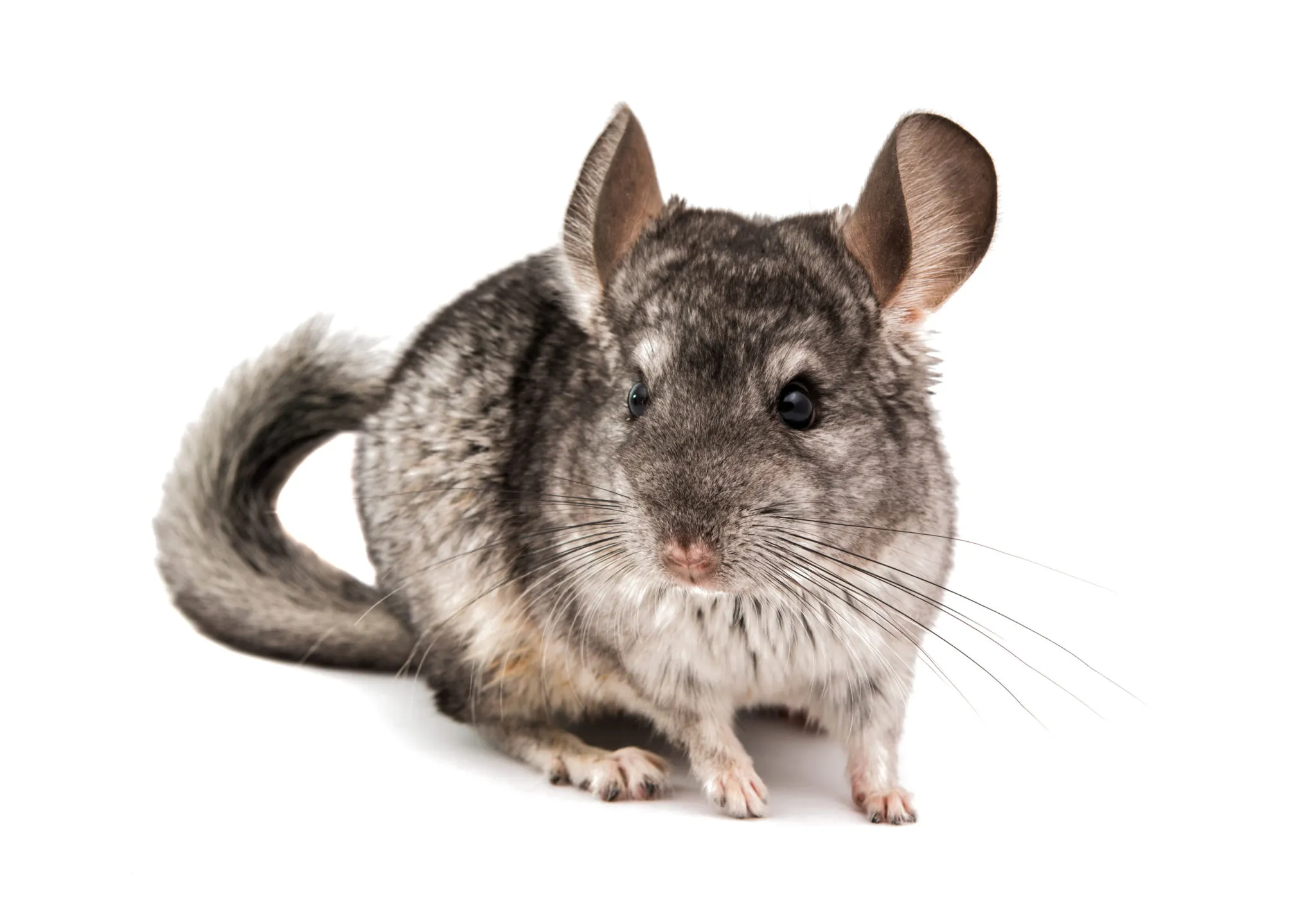Verschillende Chinchilla Kleuren