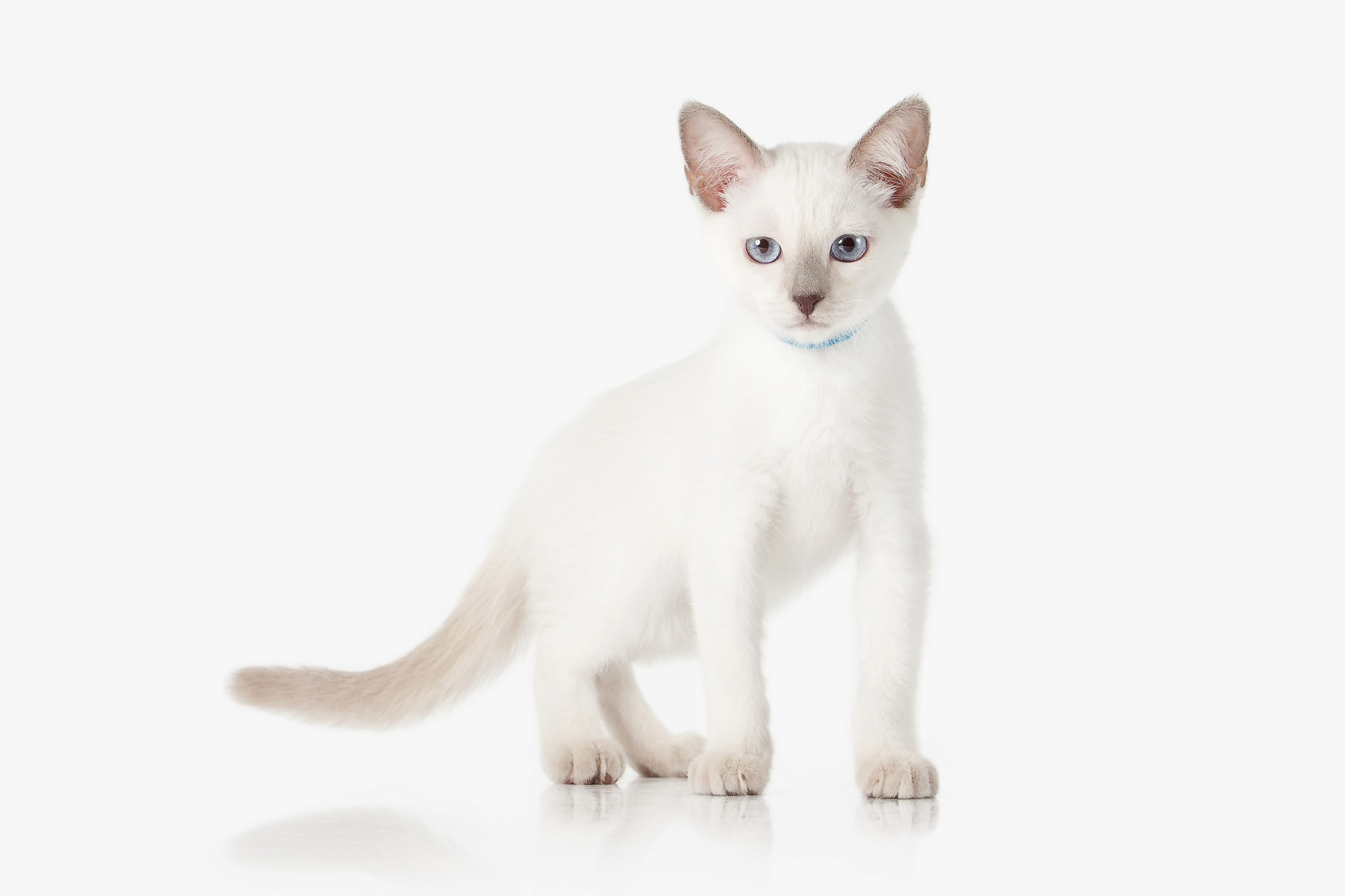 Thaise Kattenras De Siamese Kat, Lees Alles Over Dit Unieke Kattenras