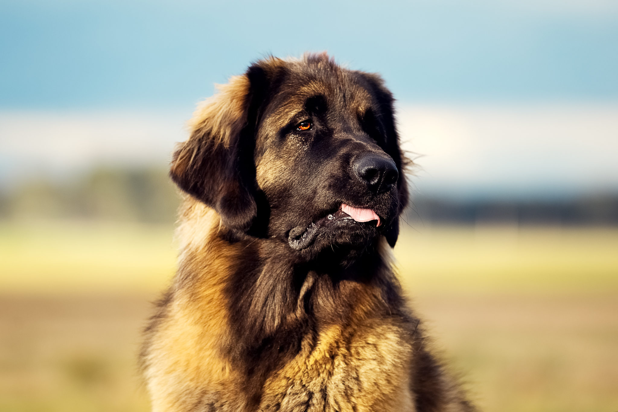 Leonberger Price