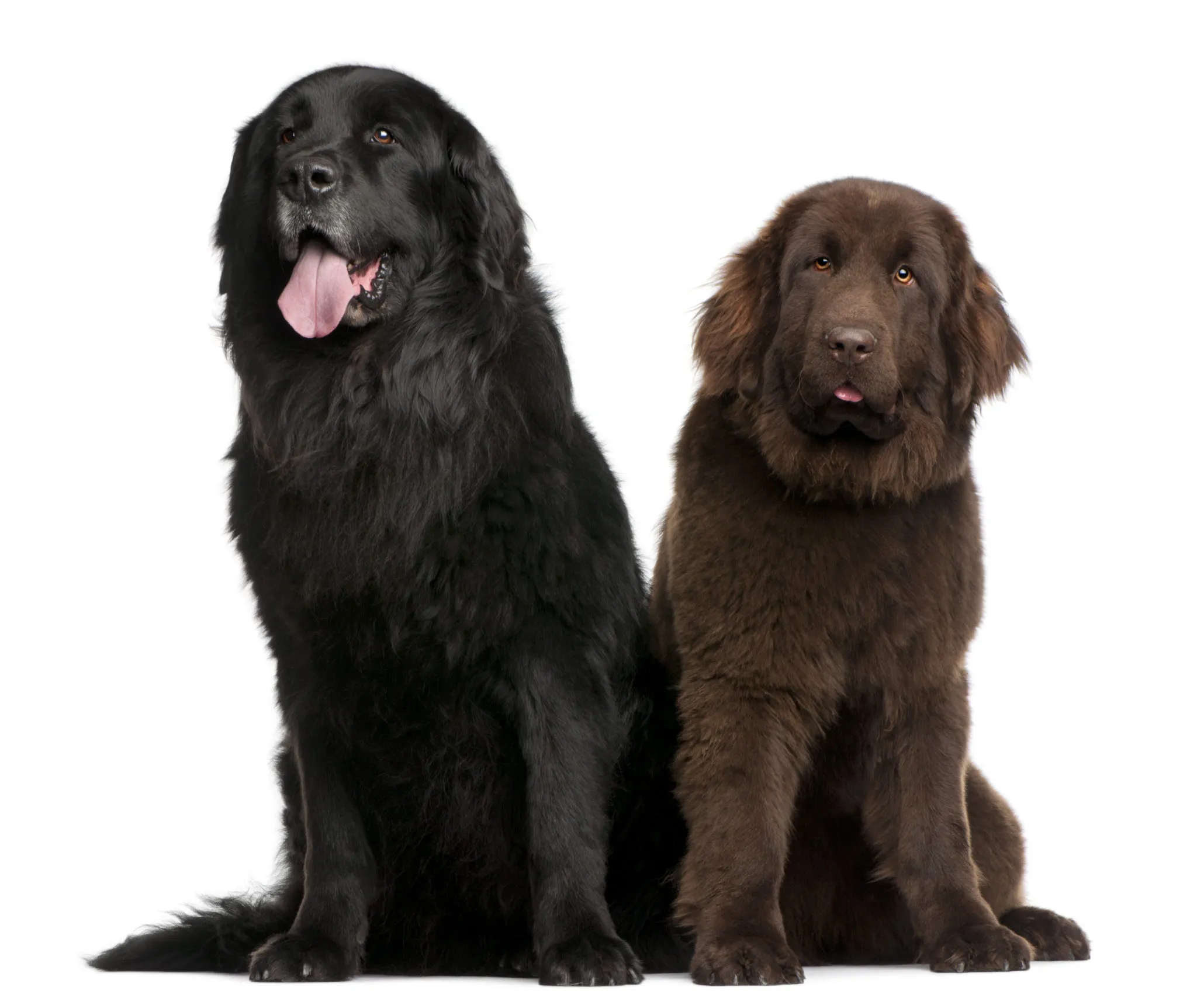 Newfoundlander - Lees meer over "de beer" onder de honden | zooplus