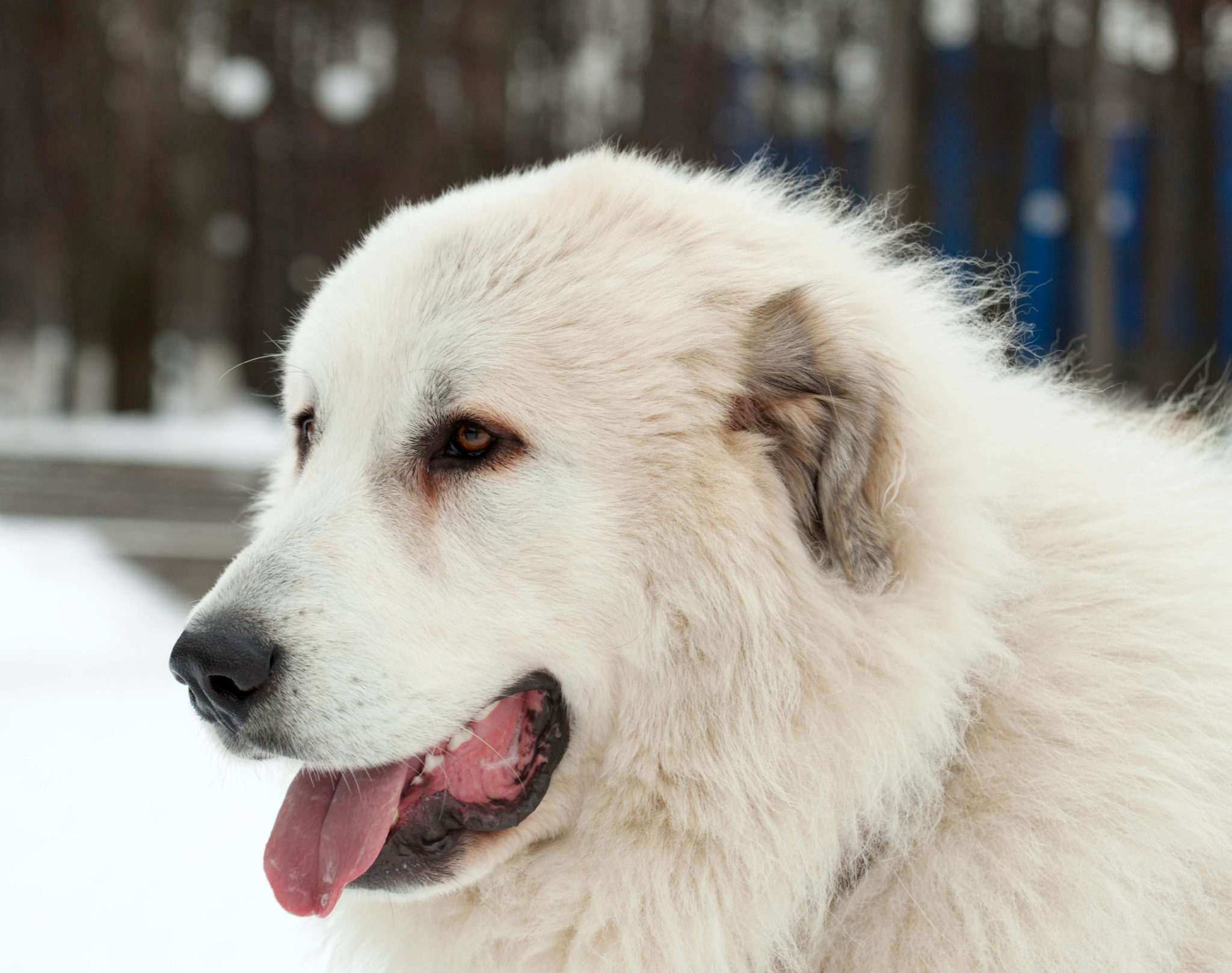Gouden Berghond Pyreneese Berghond