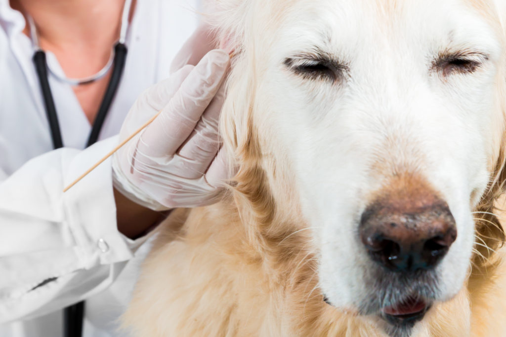 Mijten bij honden - Symptomen, diagnose & bestrijding | zooplus