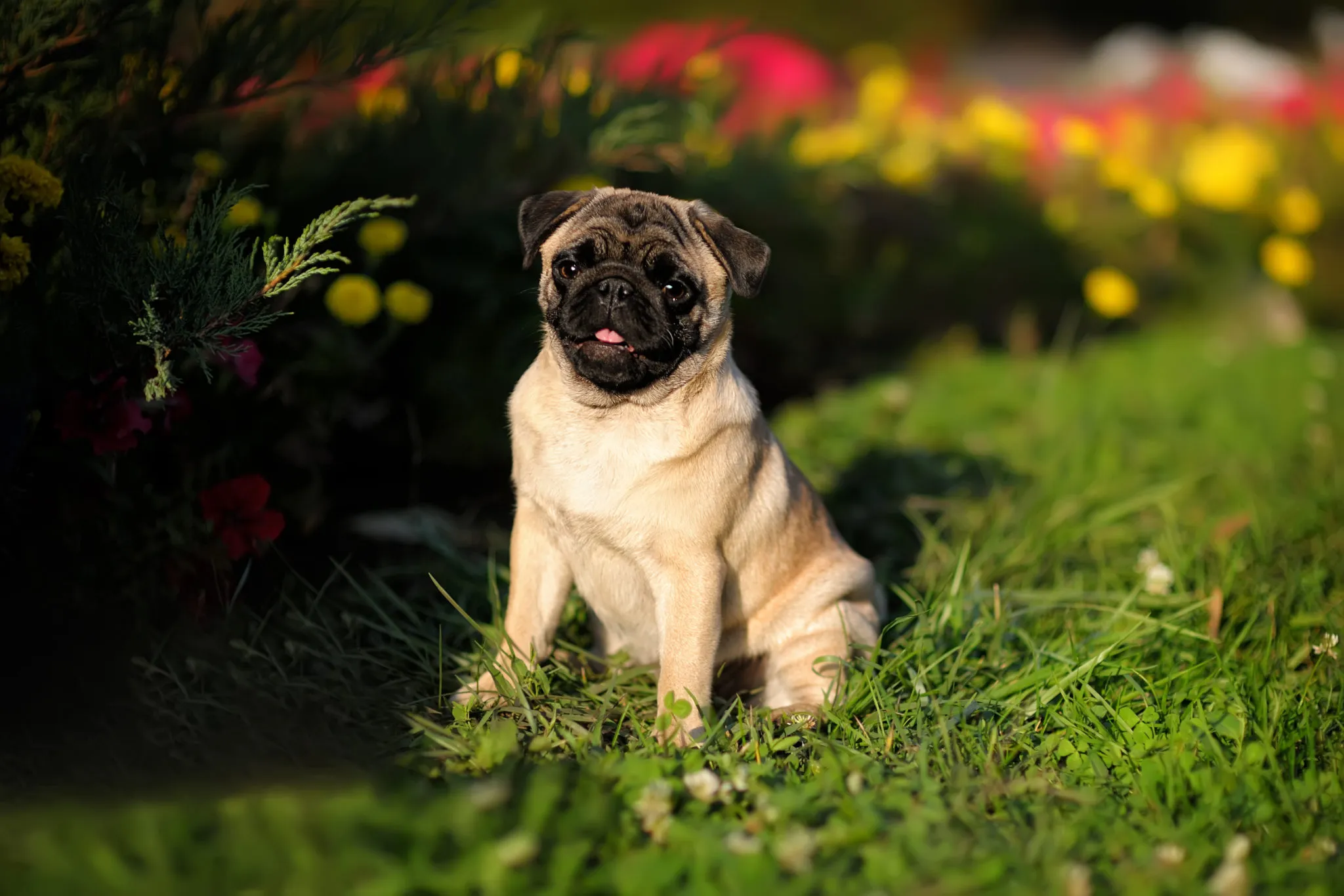 Mopshond - Kom meer te weten over deze speelse hond | zooplus