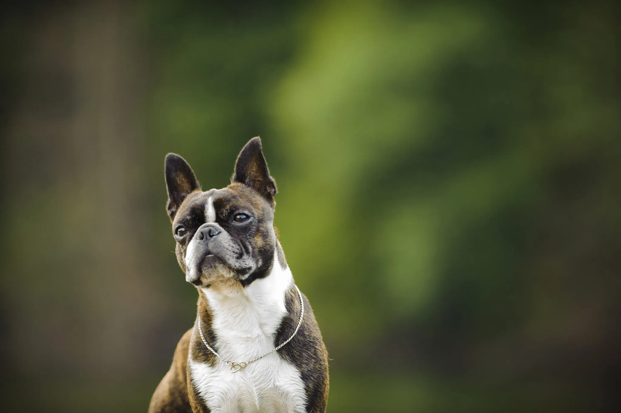 Boston Terriër | Alles over dit Amerikaanse hondenras | zooplus