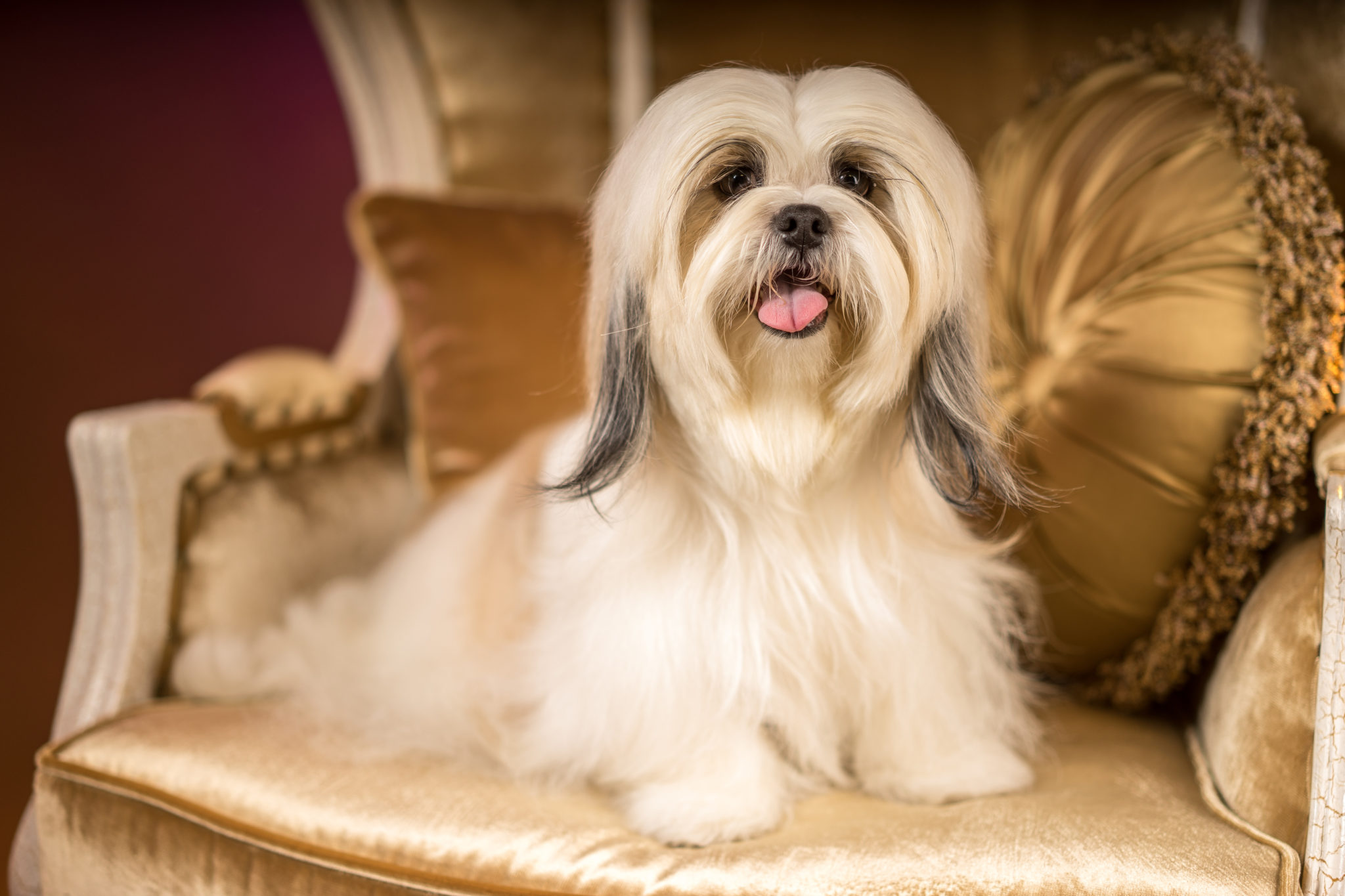 Images Of A Shih Tzu Shih Tzu Dog Breed | Native Breed.org