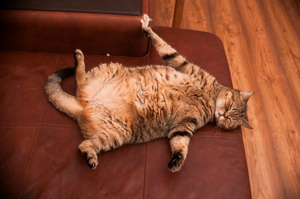 Echt Dikke Katten De Mooiste Kattenrassen Bekijken? Zie Hier De Top