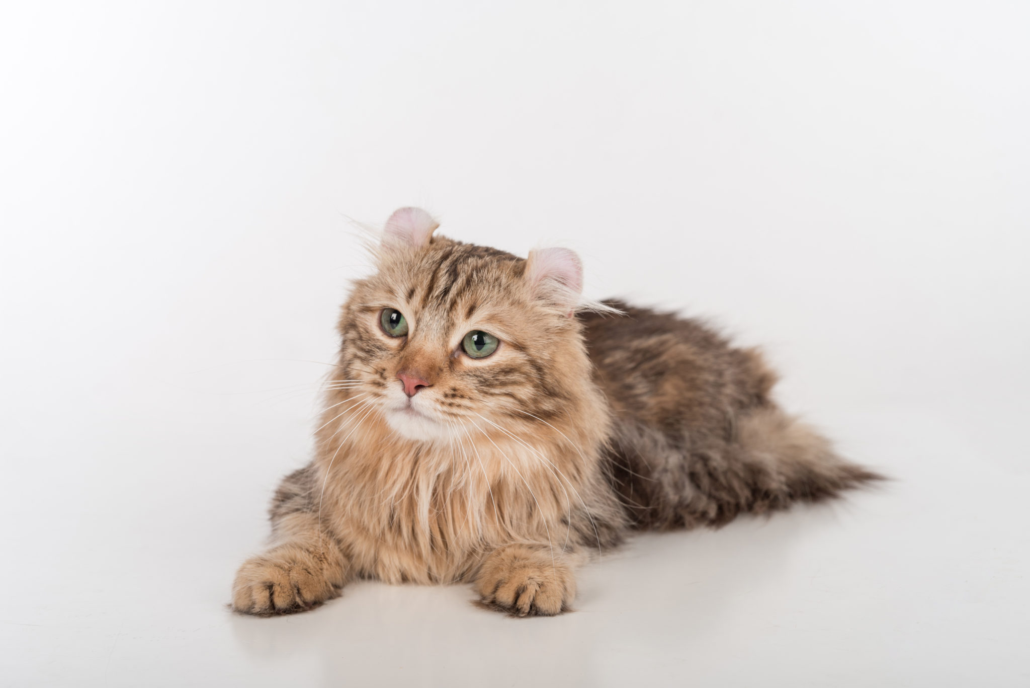 American Curl - Lees alles over dit interessante kattenras | zooplus