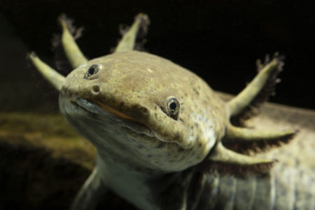 Axolotl: leer alles over deze Mexicaanse watersalamander | zooplus
