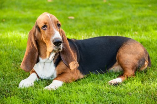Basset Hound - Alles over dit vrolijke hondenras | zooplus magazine