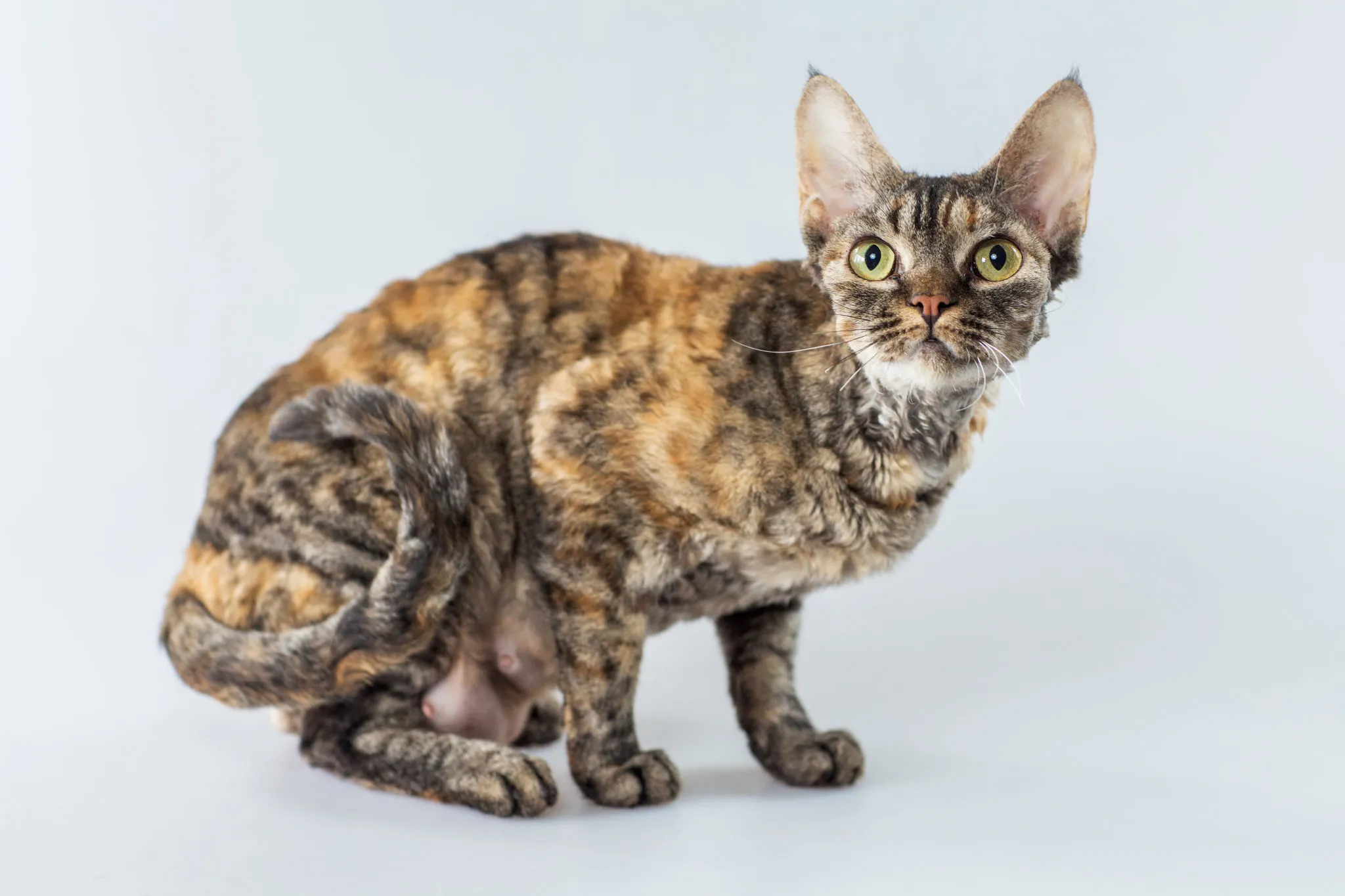 Cornish Rex - Kom hier meer te weten over dit kattenras | zooplus