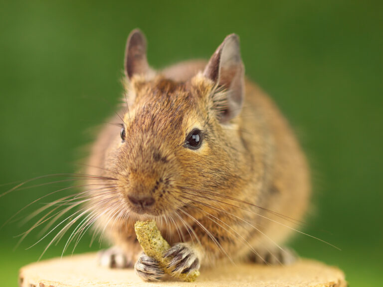 Degoe - Kom hier meer te weten over dit bijzondere knaagdier | zooplus