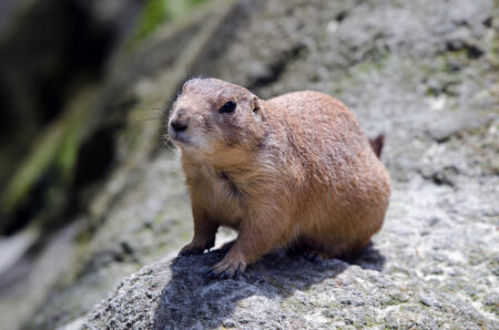 Prairiehonden - Kom meer te weten over deze diertjes | zooplus