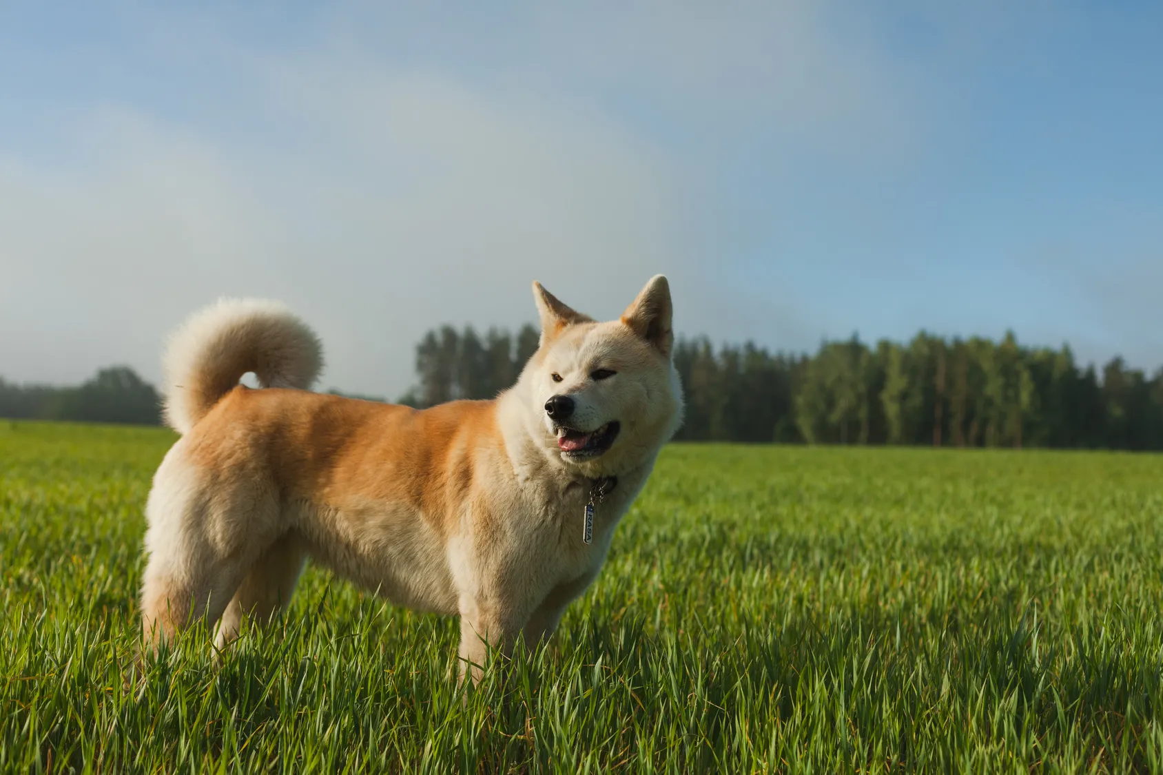 Akita Inu - Lees alles over dit zeldzame hondenras | zooplus