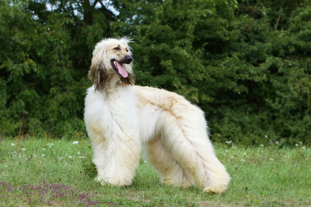 Zwart Witte Windhonden Stickers Windhonden • Pixers® We Leven Om