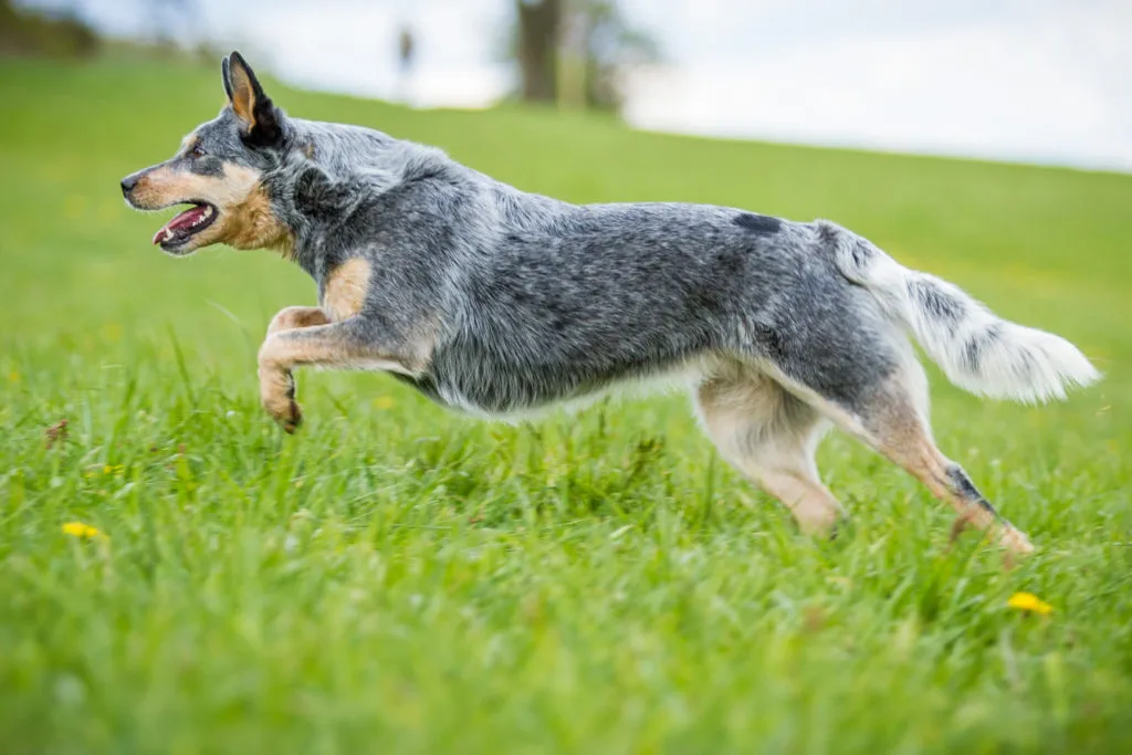 Australian Cattle Dog: karakter, uiterlijk, verzorging | zooplus