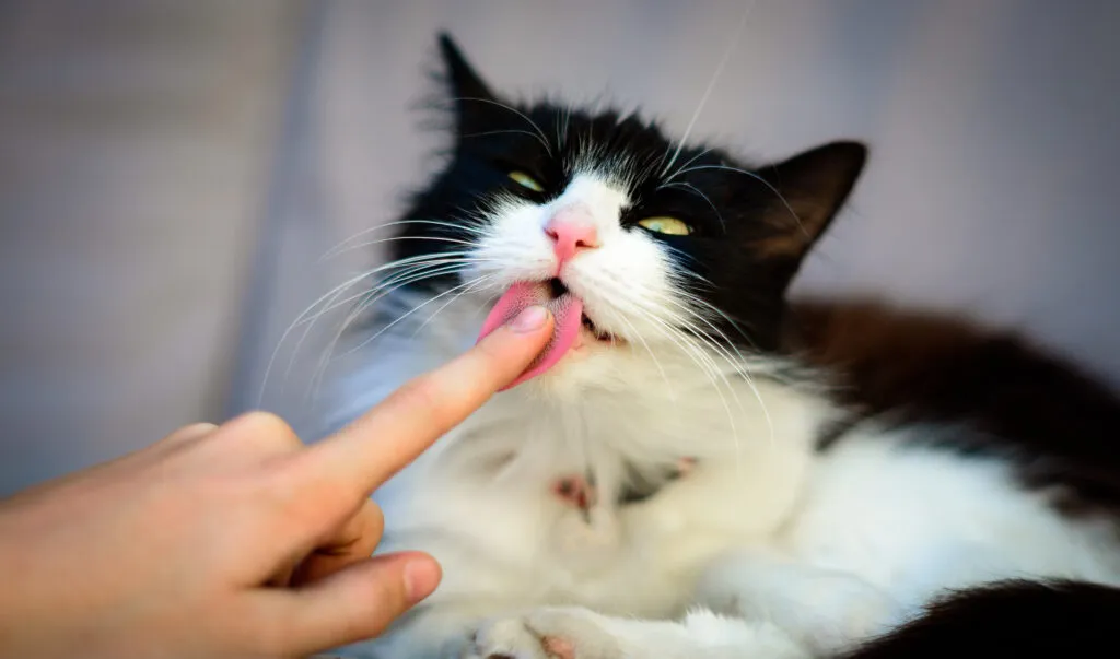 Waarom likt je kat je? Uitleg en informatie | zooplus