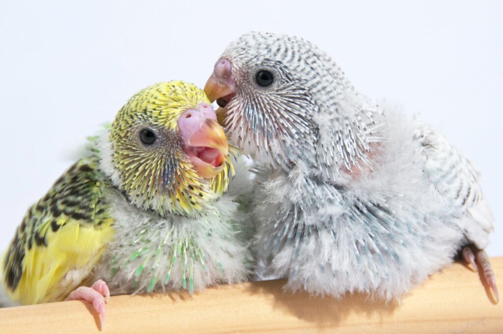 Parkiet Grasparkiet Wit Engelse Grasparkiet – Kameleon