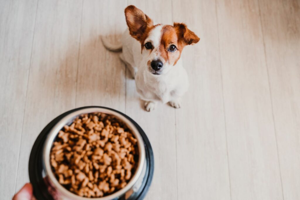 Juiste hoeveelheid voer voor honden berekenen | zooplus Magazine