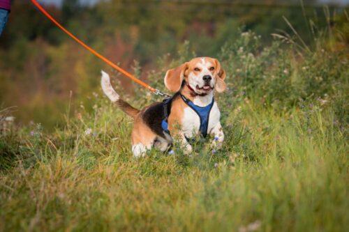 Mantrailing met je hond: informatie en tips | zooplus Magazine