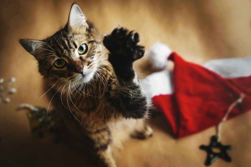 Kerst Kat Kerstkaart Kat Van Nouk San