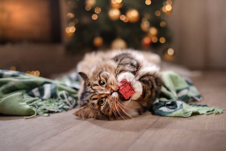 Kerst vieren met je kat: tips voor een veilig kerstfeest | zooplus Magazine