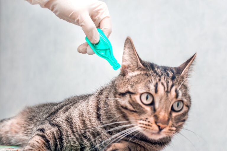 Mijten bij katten herkennen en behandelen | zooplus Magazine