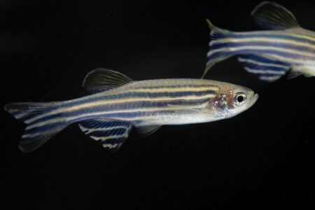 Zebravis (Danio rerio) | zooplus Magazine