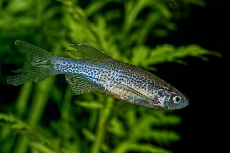 Zebravis (Danio rerio) | zooplus Magazine