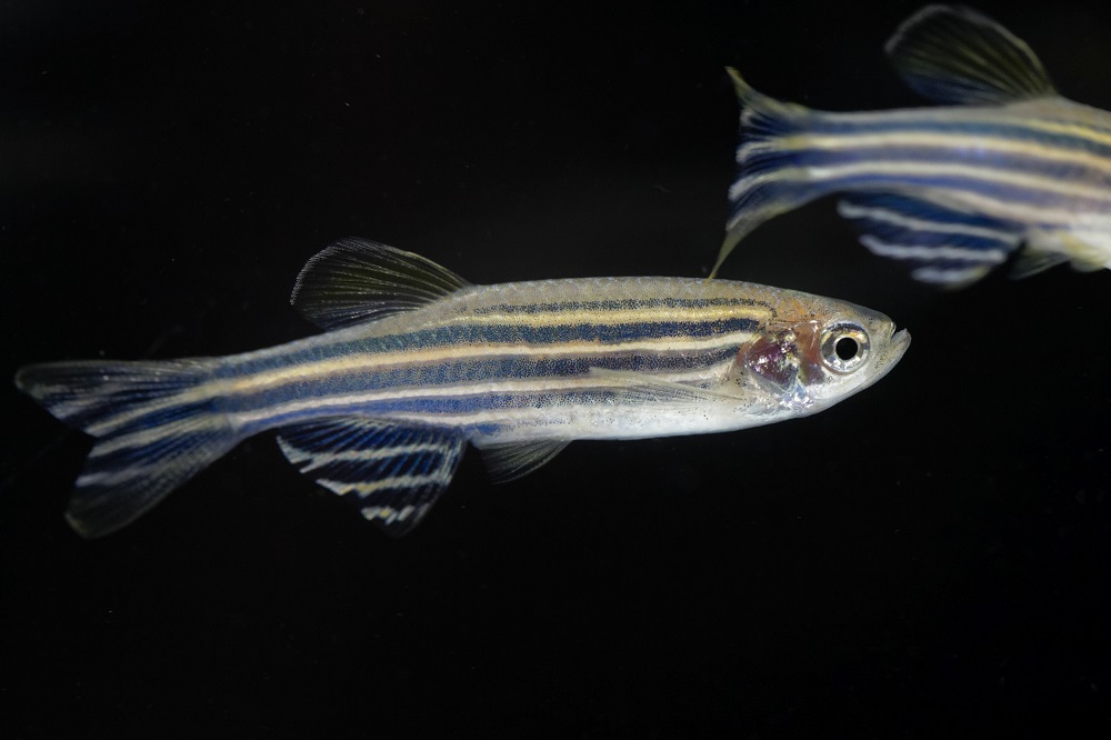 Zebravis (Danio rerio) | zooplus Magazine