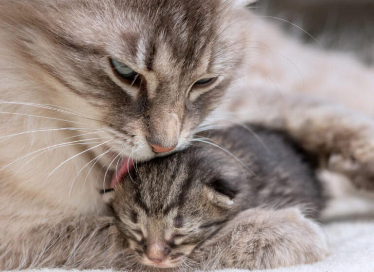 De bevalling bij katten: als een kat kittens krijgt | zooplus Magazine