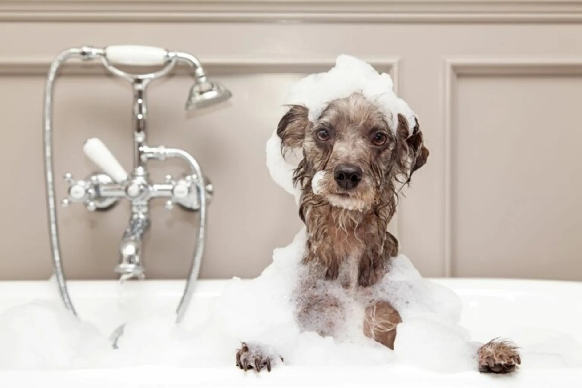 Hoe was ik mijn hond op de juiste manier? | zooplus Magazine