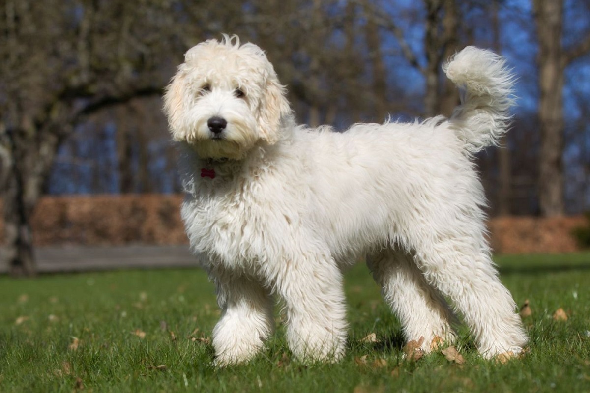 Labradoodle: Karakter, houden, uiterlijk | zooplus Magazine