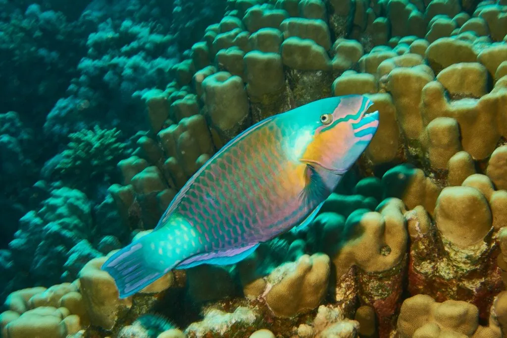 Papegaaivis in het aquarium | zooplus Magazine