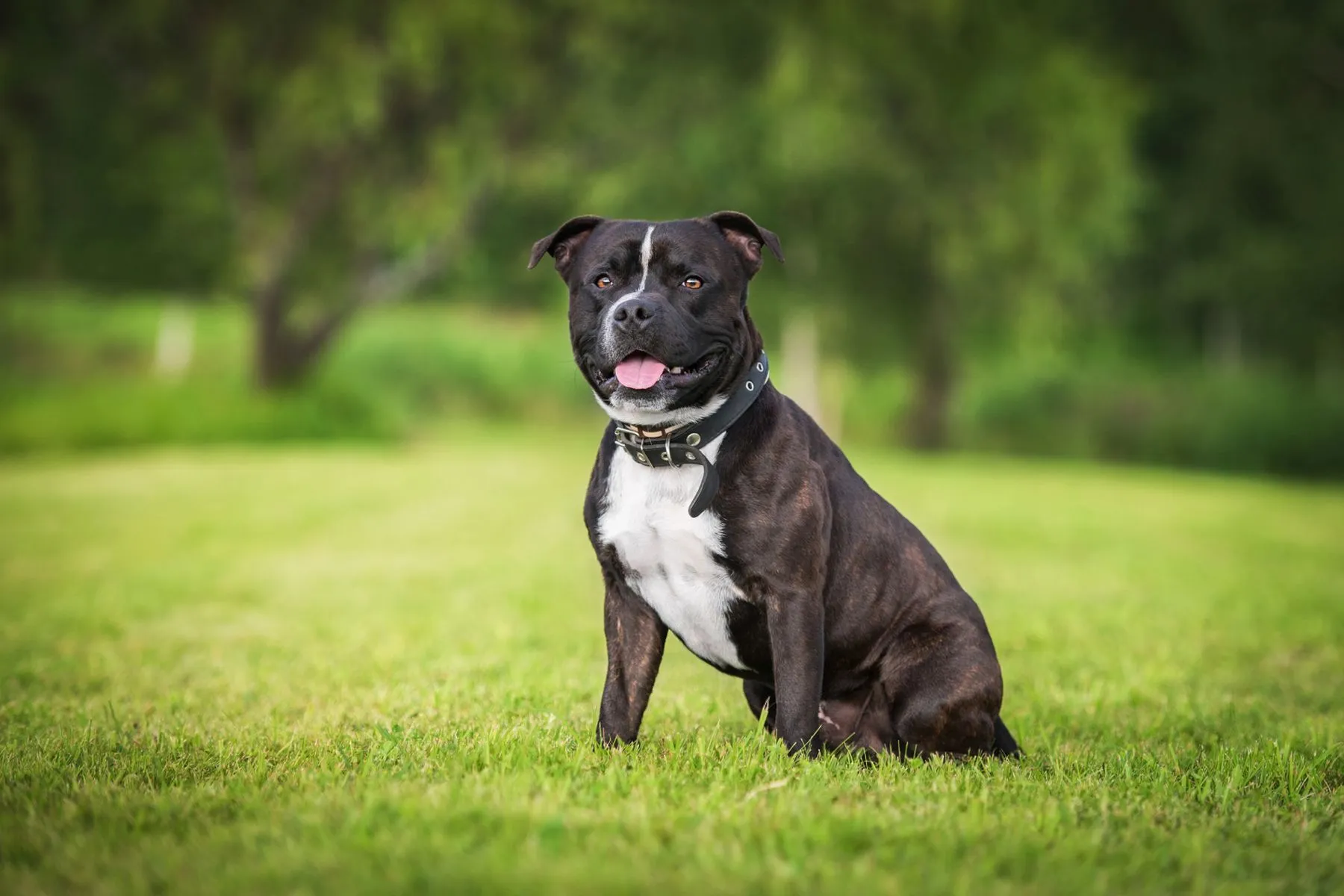 Staffordshire Bull Terriër (Staffordshire-bulterriër): Houden en karakter