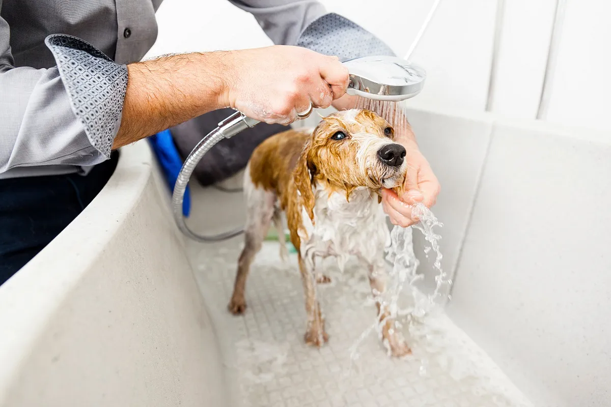 Mijn hond stinkt: wat kan ik doen? Oorzaken en tips | zooplus