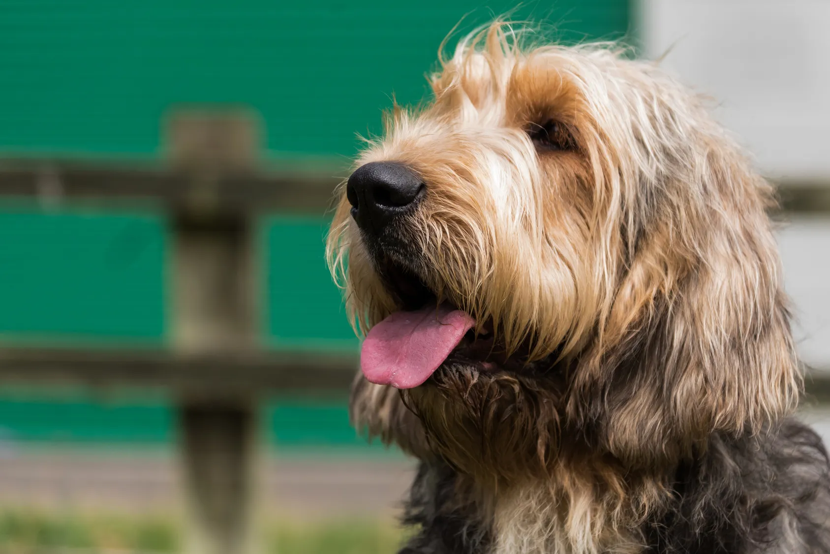 Otterhound: Karakter, houden en verzorging | zooplus Magazine