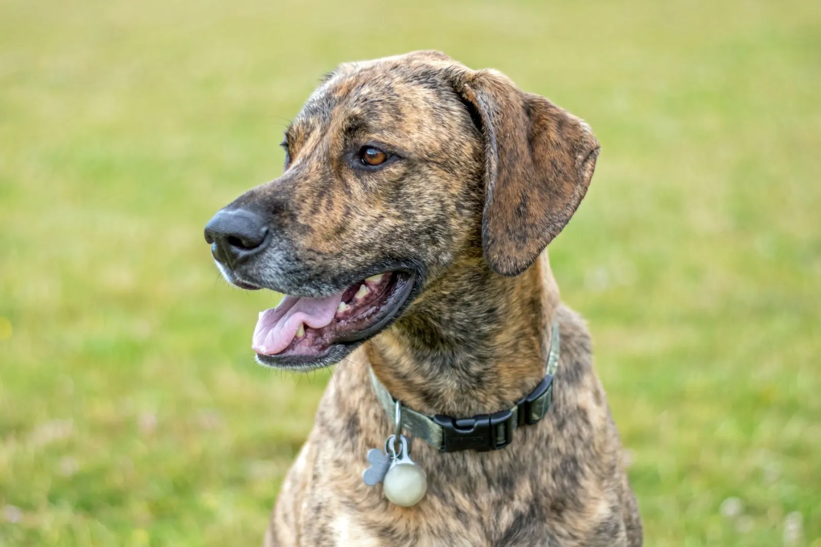 Profiel van de Plott hound: Karakter, houden, fokkerij