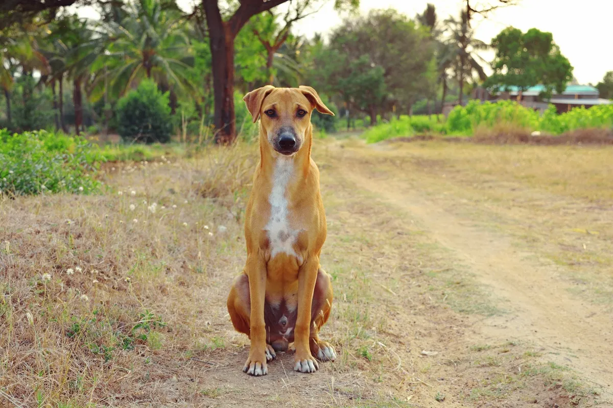 Carolina Dog: Uiterlijk, karakter, herkomst | zooplus Magazine