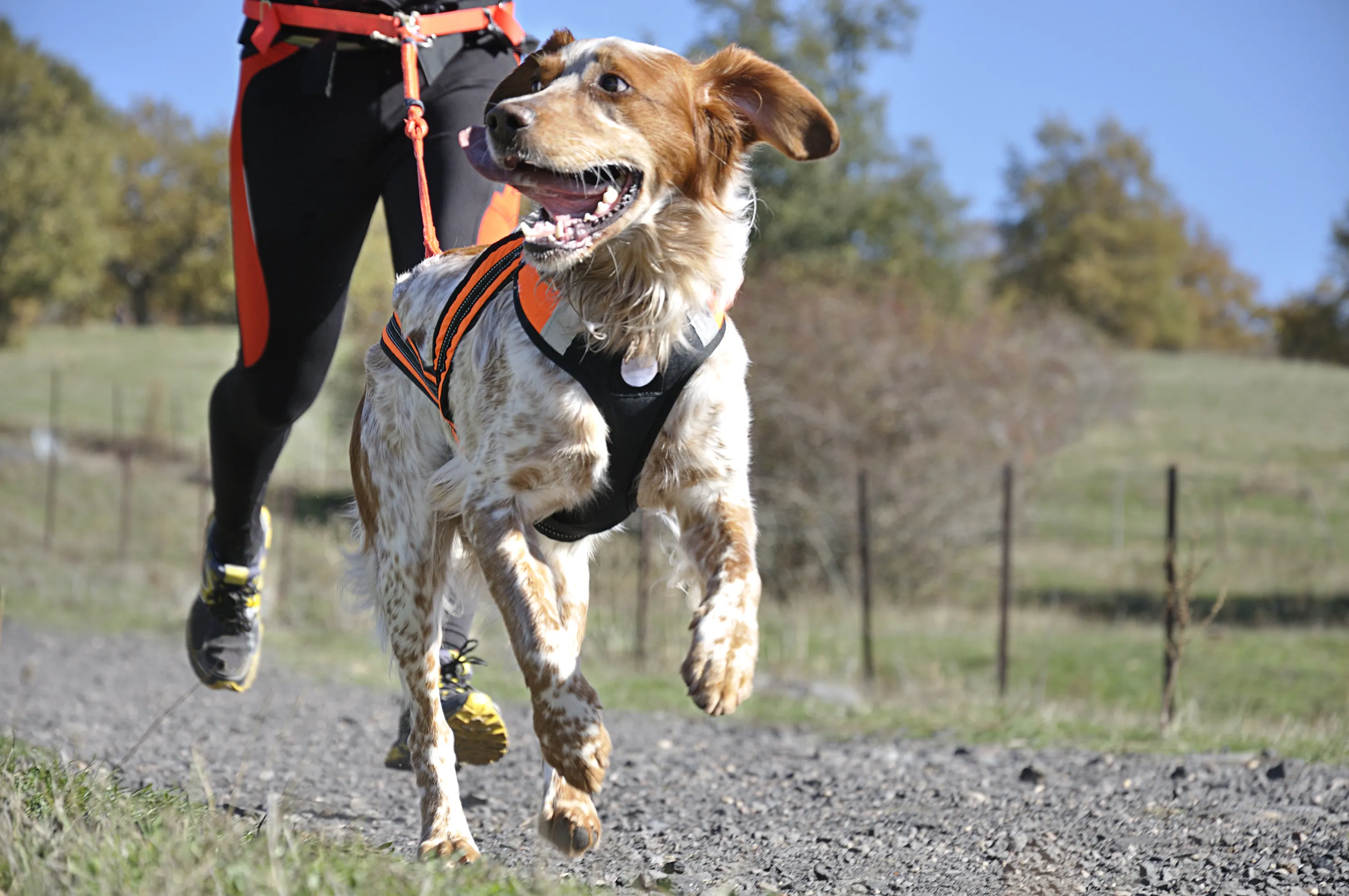 Canicross: Hoe begin je? Uitrusting, training & tips | zooplus Magazine